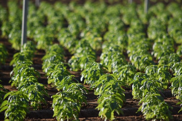 New line of organic fresh herbs unveiled