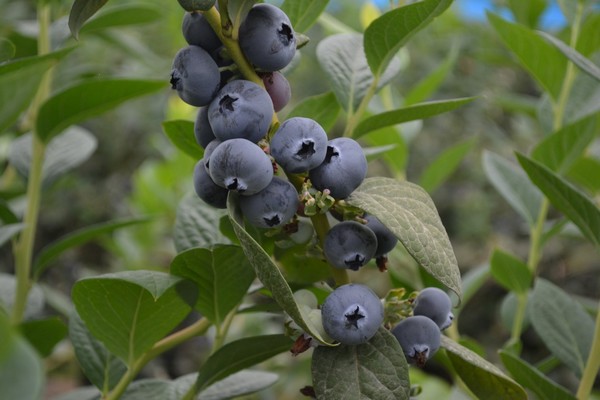 "En mi opinión, el Arana es el mejor arándano que he visto"