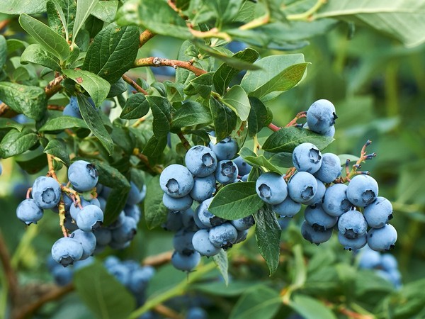 FreshPlaza: Aktuelle Nachrichten aus der globalen Obst- und Gemüsebranche