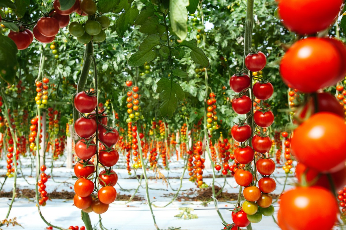 A closer look at the U.S. side of the Tomato Suspension Agreement