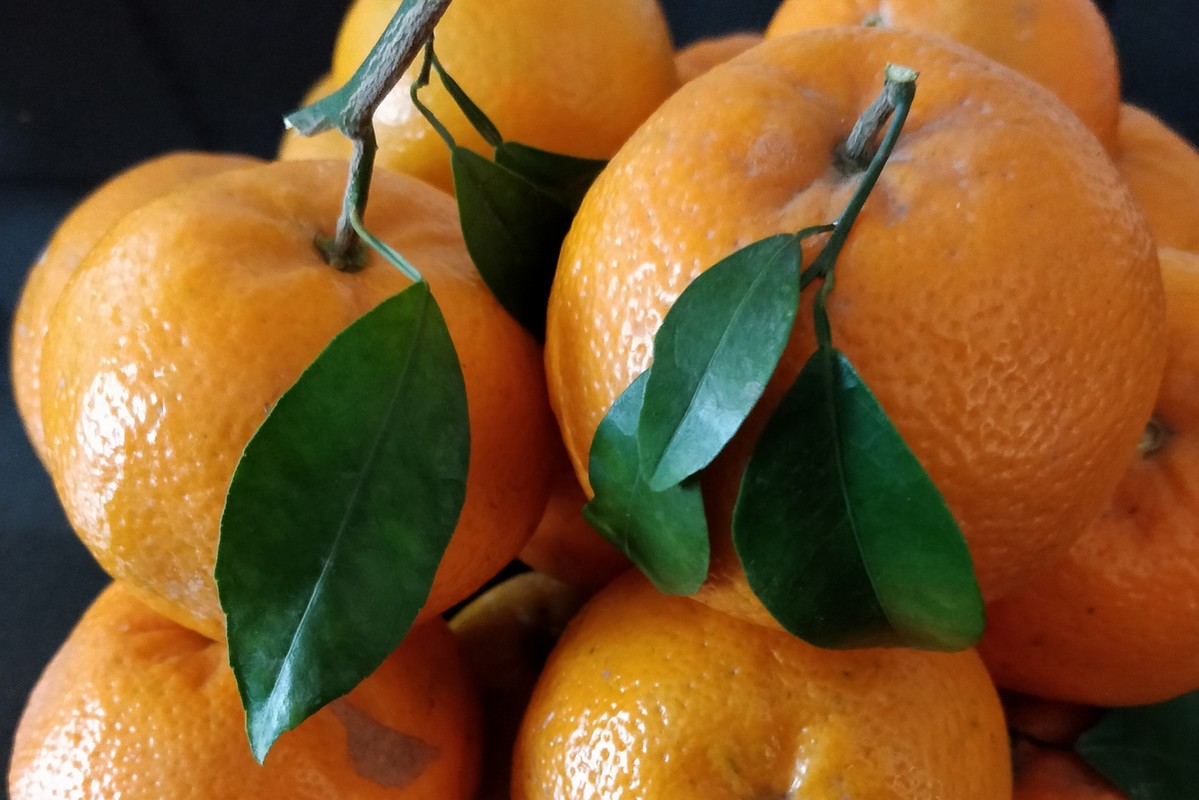 High kinnow production affects prices - Worldnews.com