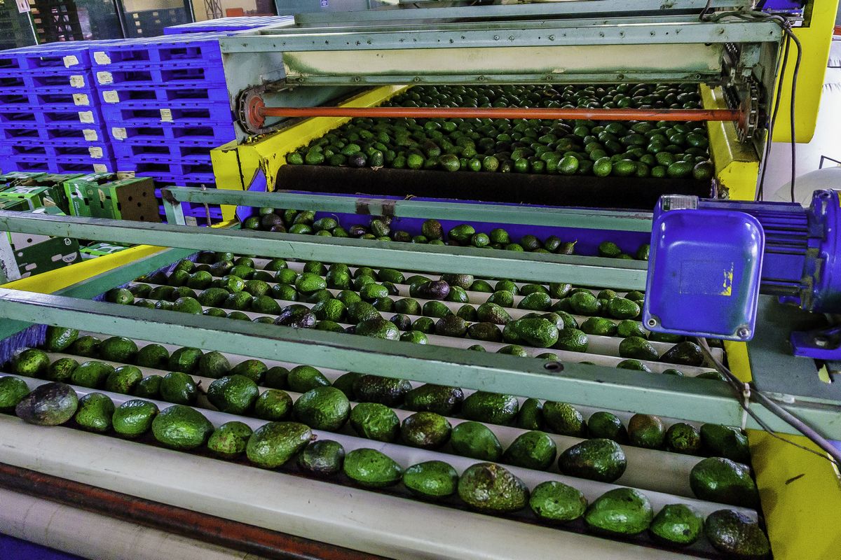 U.S. resumes inspections of avocados from Michoacán
