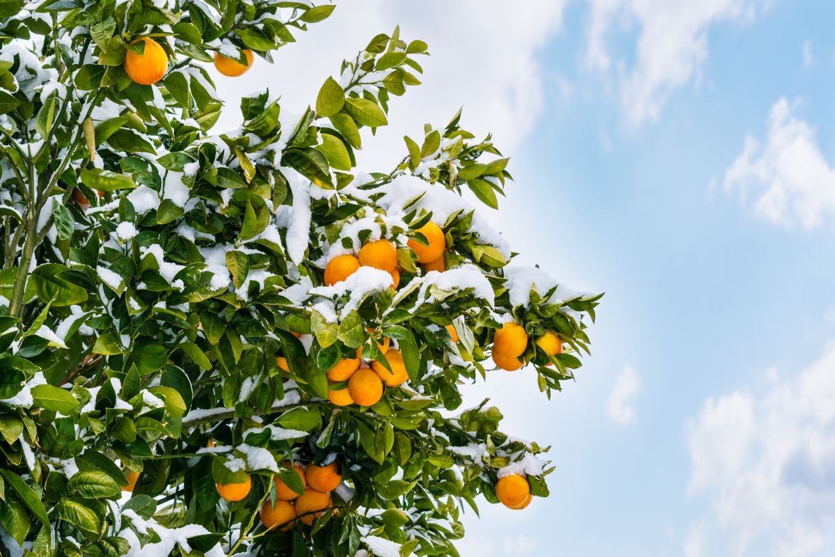 Cold-hardy citrus growers expect smaller 2025 crop after 2022 freeze ...