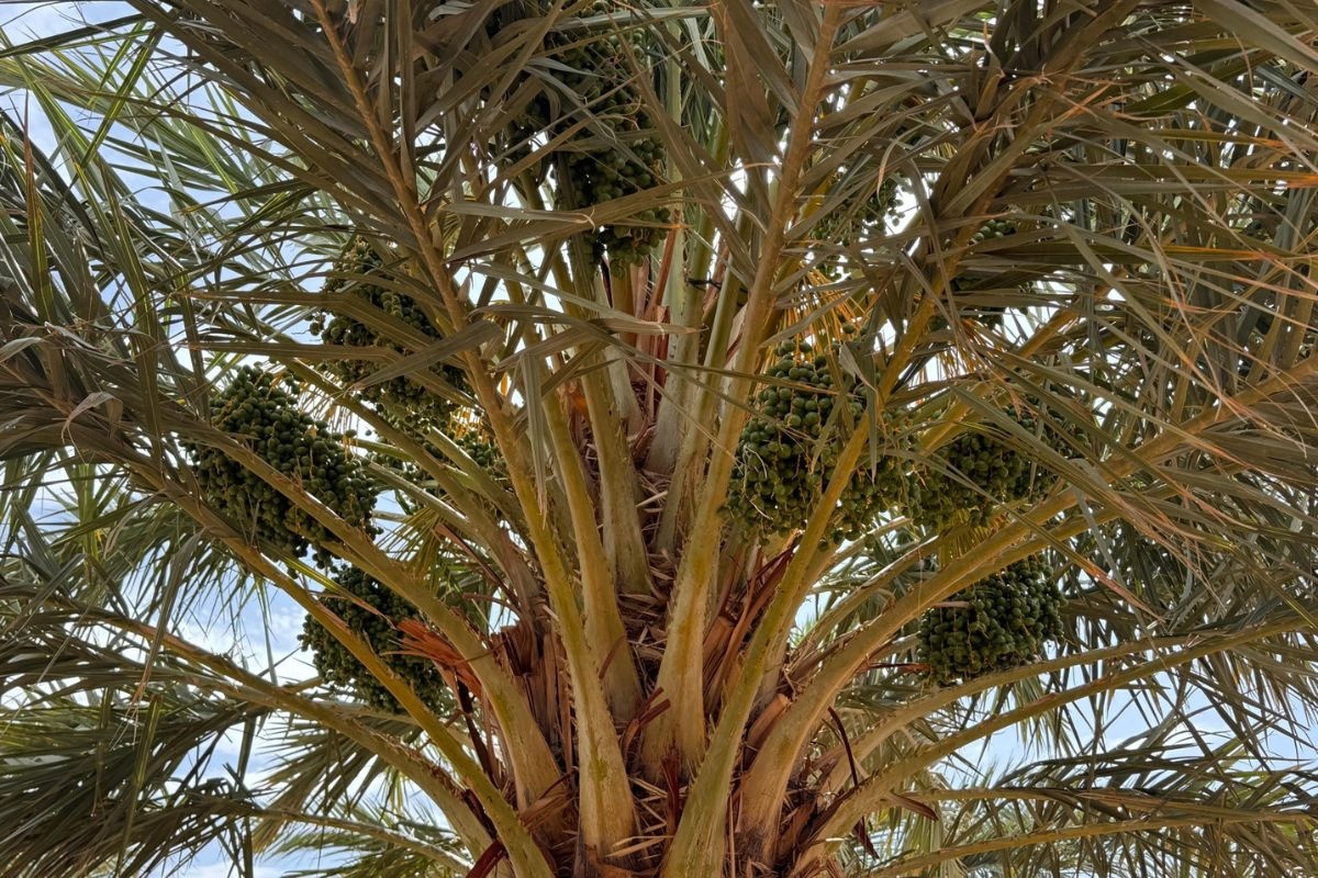 "La transición al cultivo ecológico de dátiles Medjool fue un reto ...
