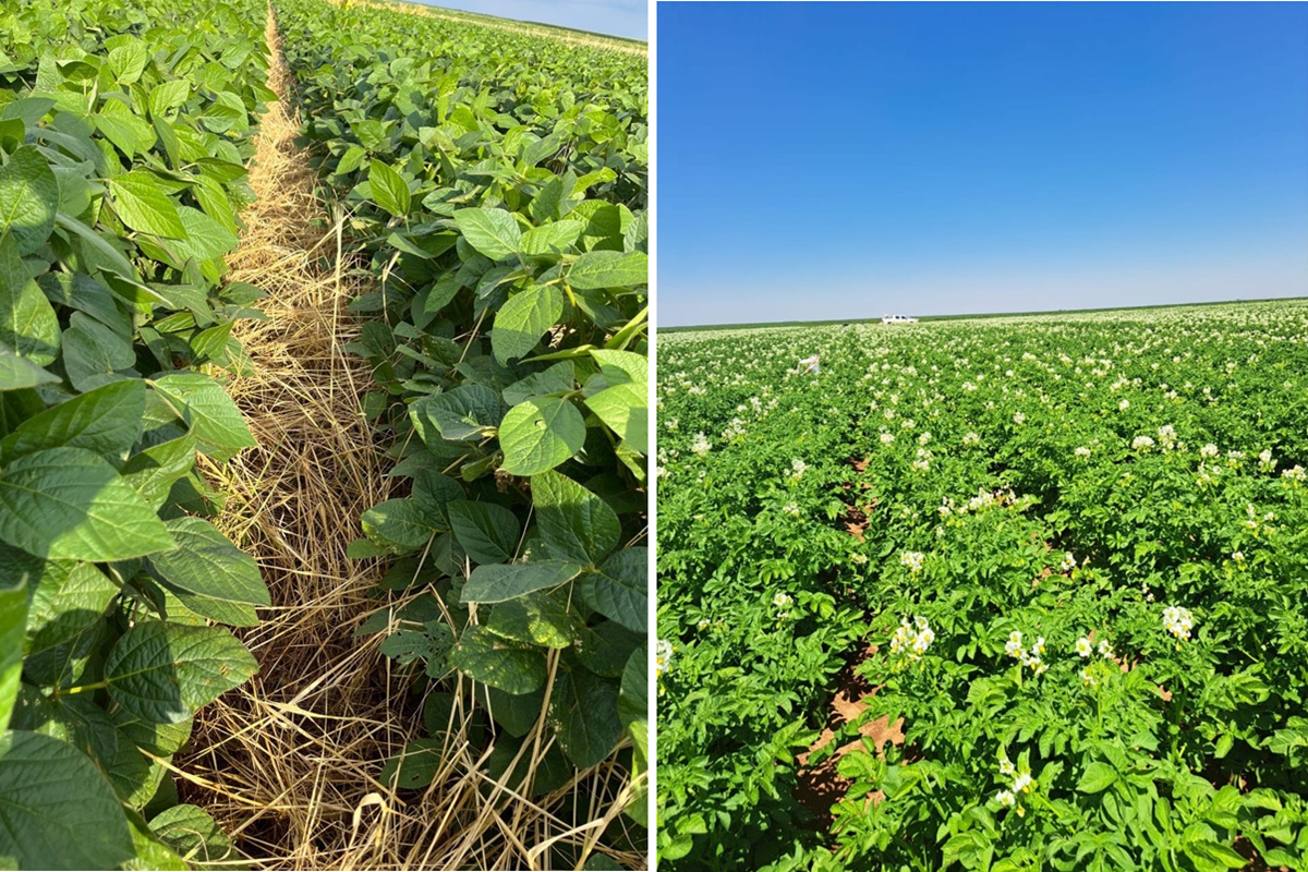 21st-century potato fields should let soil life do the heavy lifting