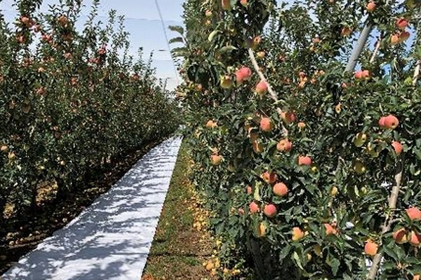 Organic fruit farming blends biodiversity with practical challenges