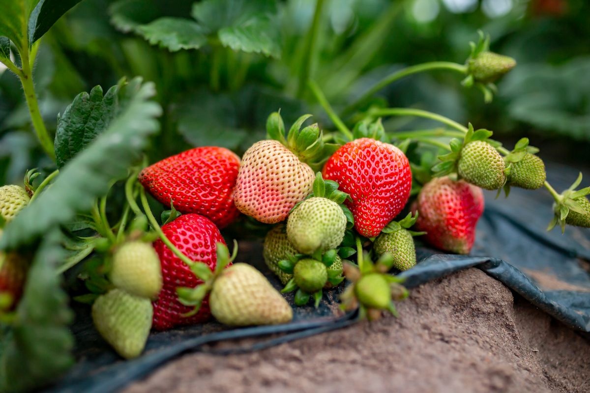 Strong California strawberry season forecast