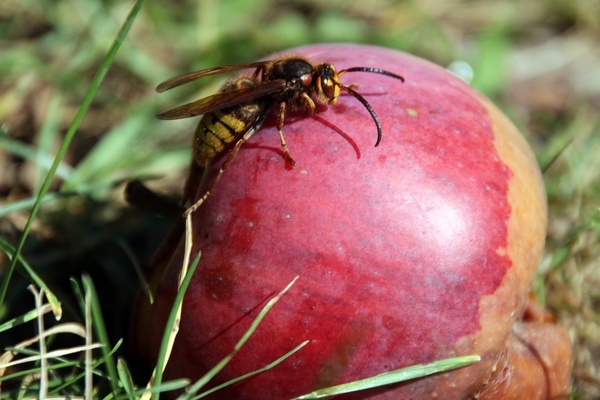 Serbia faces bee losses, frost-hit crops, and low insurance uptake