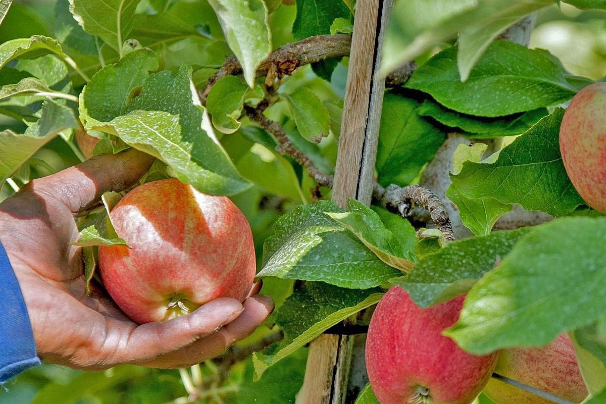 Wildstone Construction and Ontario grower revive BC Tree Fruits for $22.75M