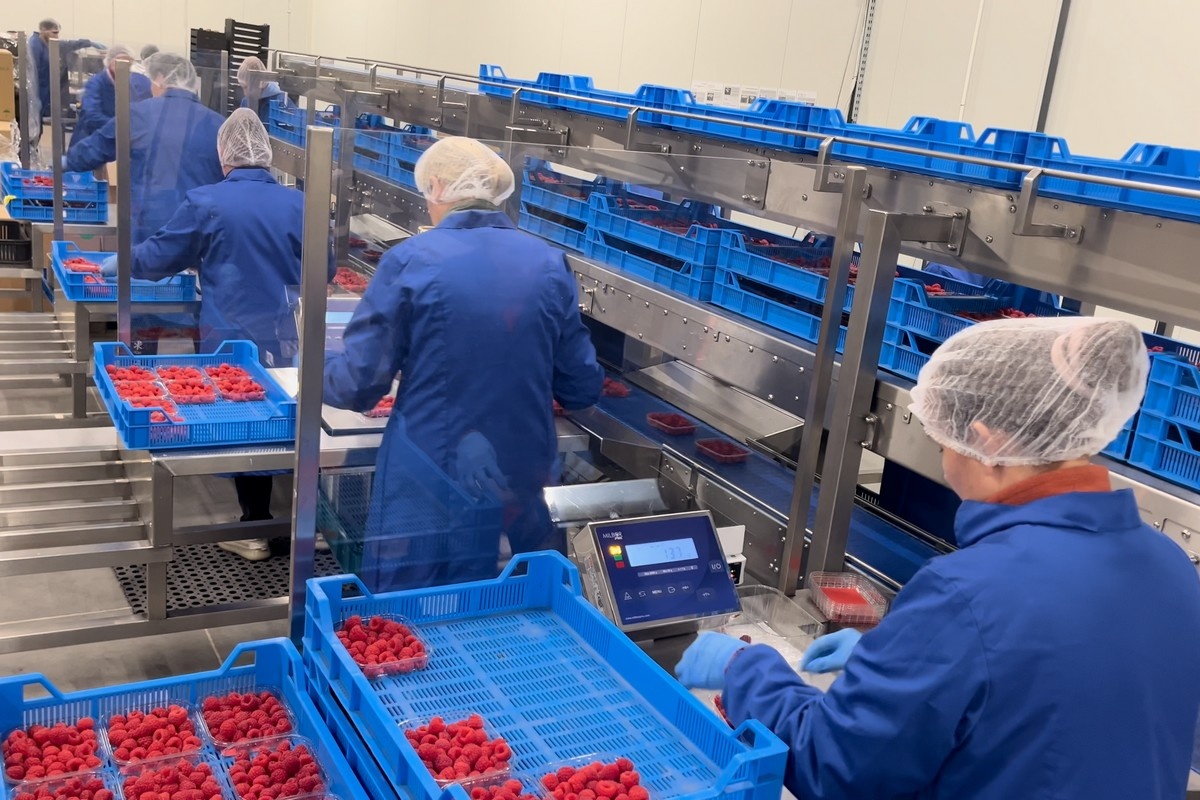 Solving three key challenges in soft fruit packing
