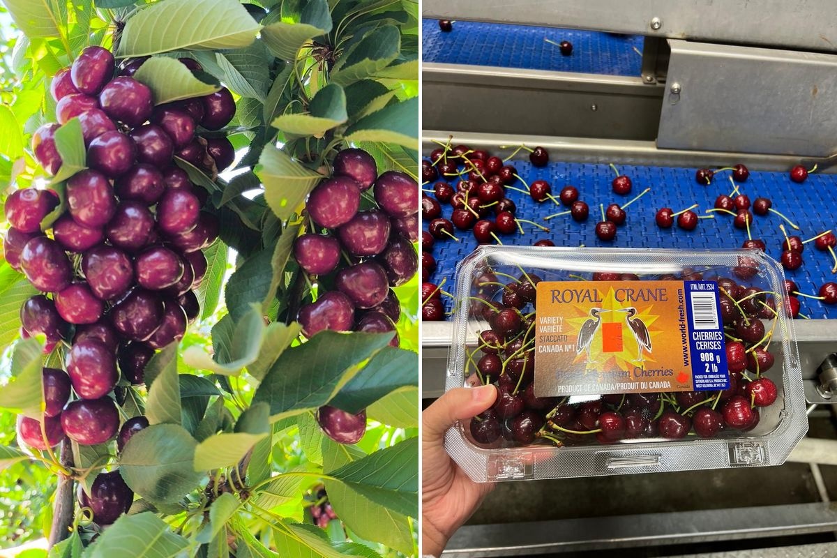 Unusually strong demand expected for British Columbia cherries