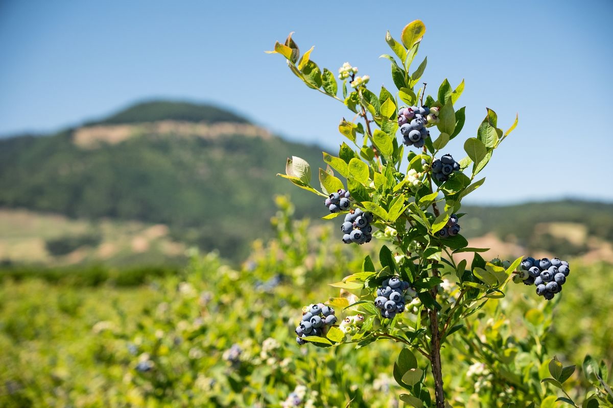 Premium blueberry demand rising as consumers prioritize quality and ...