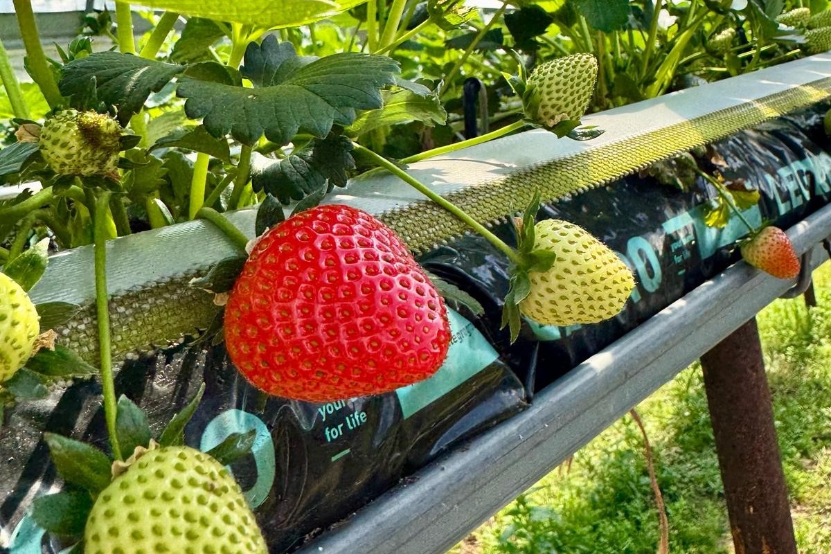 Early start for raspberries, strawberries in peak production