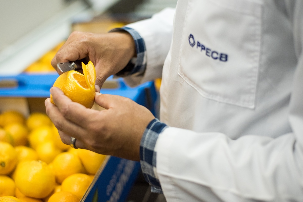 Meet the agency guaranteeing the quality of South Africa’s perishable ...