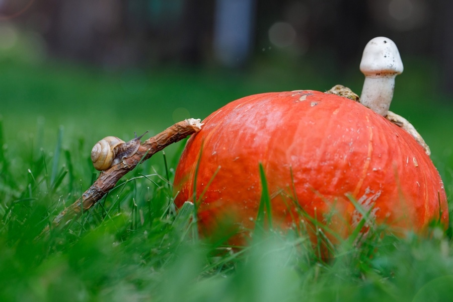 Invasive ghost snail detected at Port of Brisbane