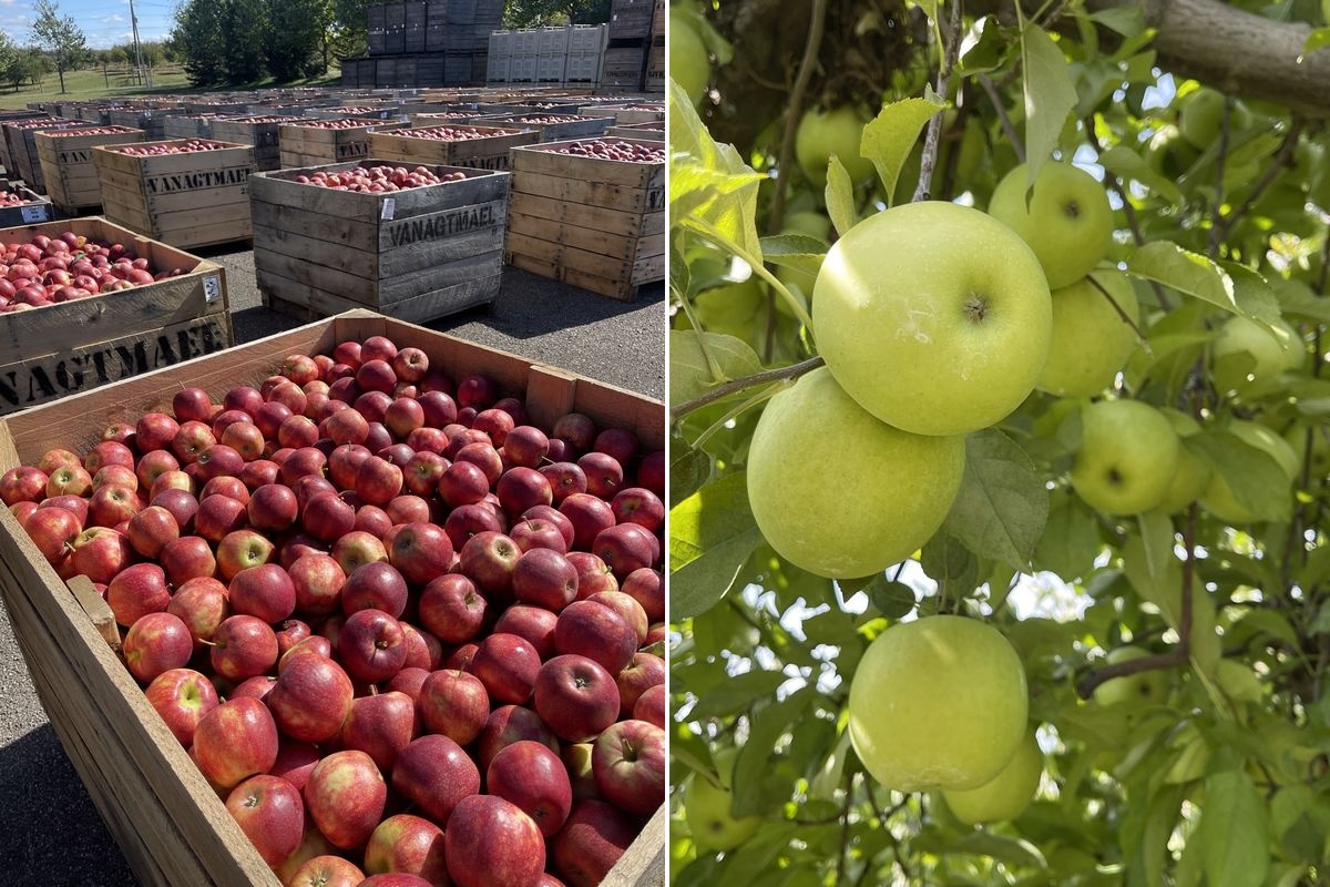 U.S. 2025-26 apple production will reach nearly 279 million bushels