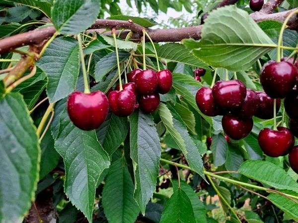 Strong demand for British Columbia cherries from Europe, Asia, and the U.S.