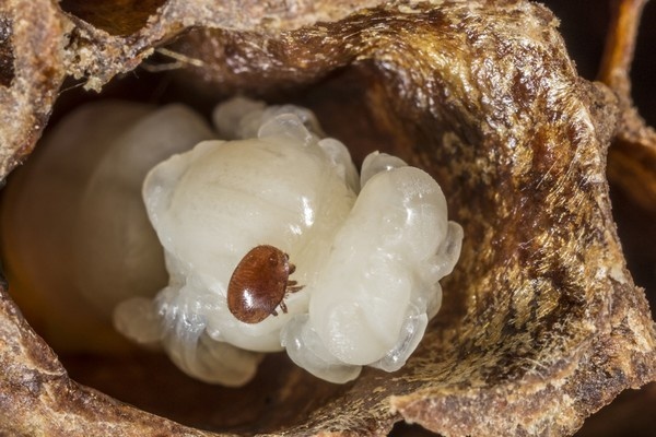 Detection of varroa mite in South Australia
