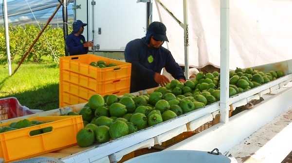 Good guava volume incoming from Mexico