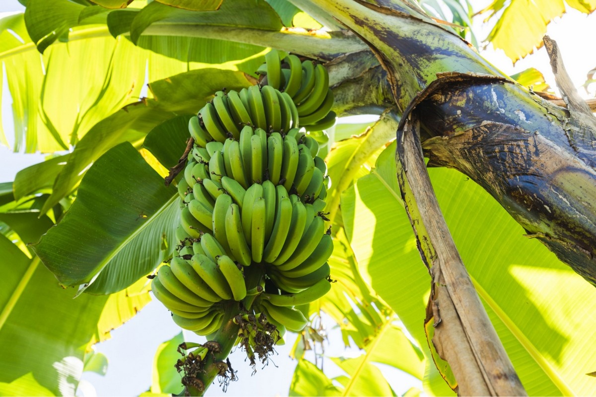 Australia launches banana biosecurity project