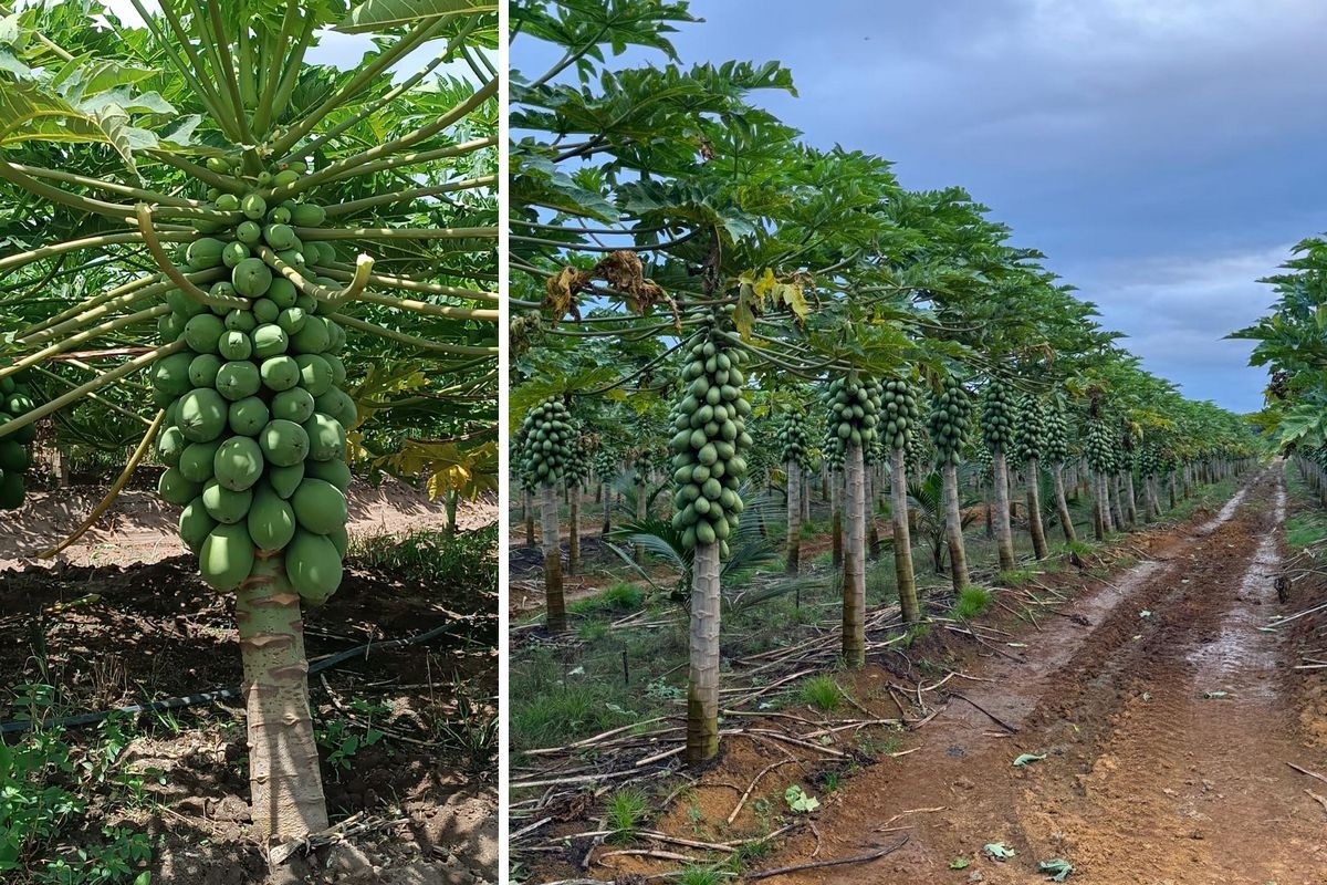 Peak season for Brazilian papayas