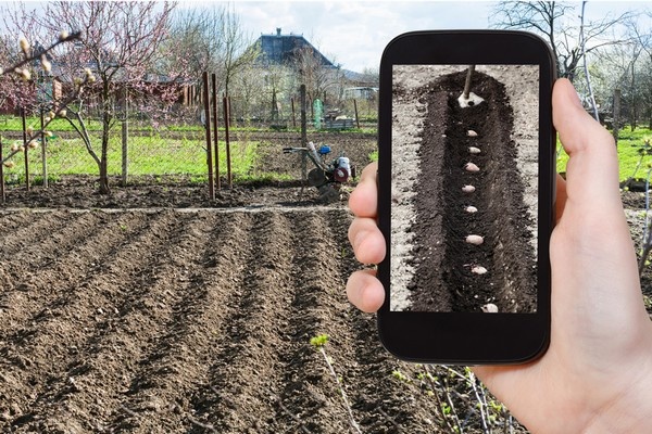 Smartphone CRISPR tests advance for early blight in potato