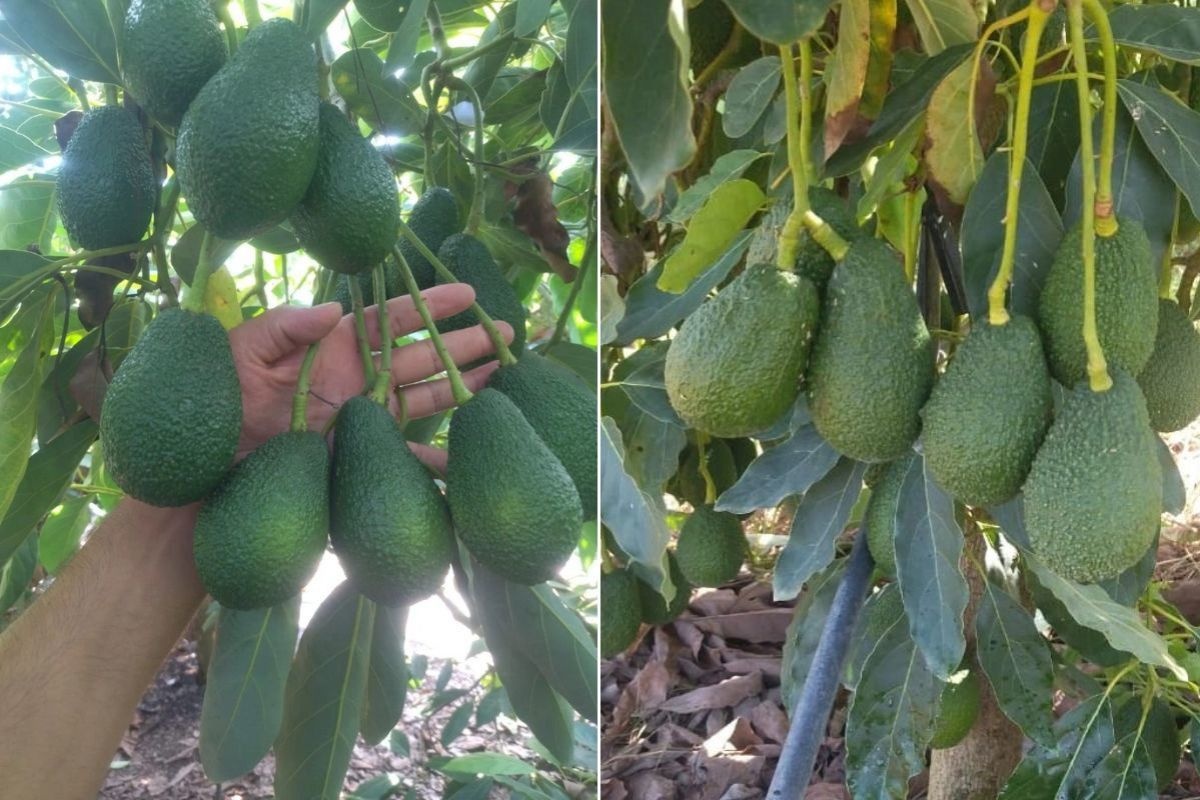 "I expect prices for Moroccan avocados to stay within the usual limits"