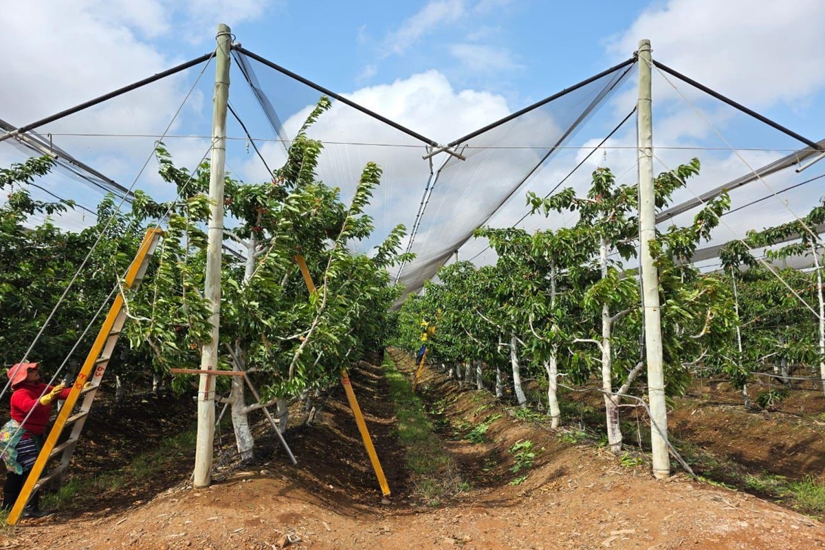 Dry springtime a boon for South Africa’s stonefruit