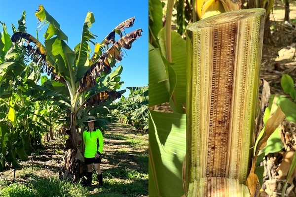 Prueba de nuevos híbridos de banano resistentes a la R4T