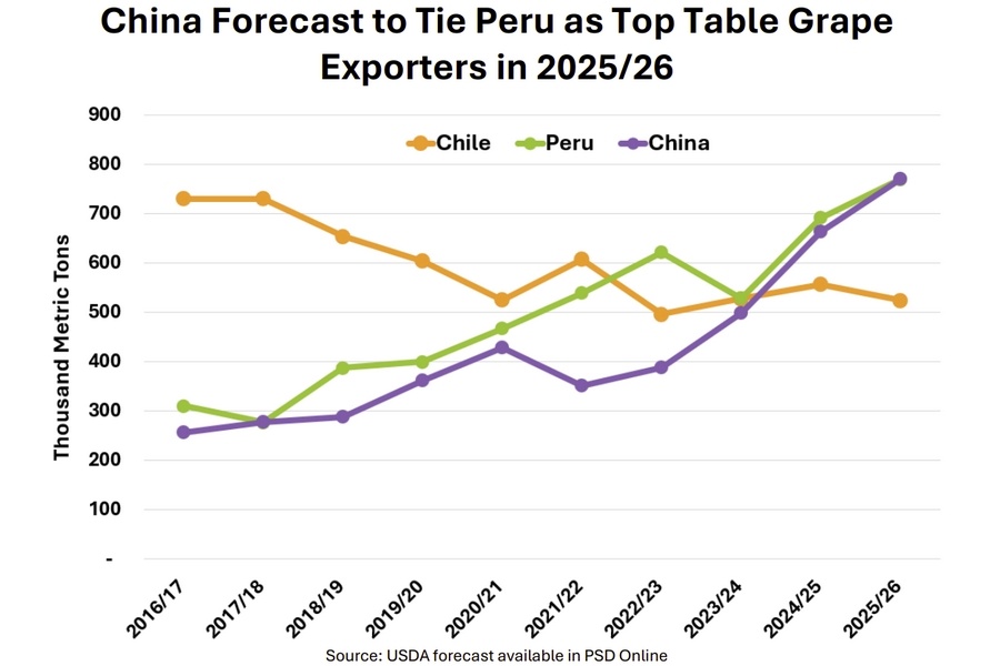 Chinese table grape exports forecast up 16% in 2025/26