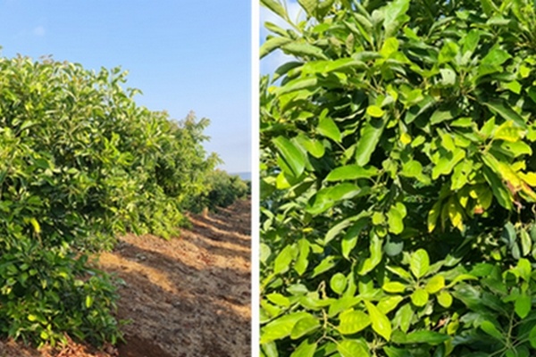 Tissue culture rootstocks advance avocado cultivation in Israel