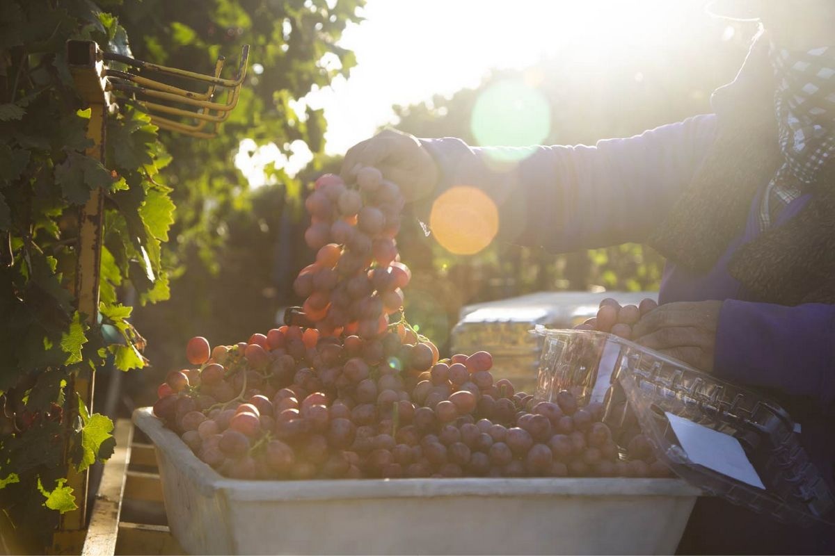 Mexico’s main grape season anticipated to start 7-10 days early