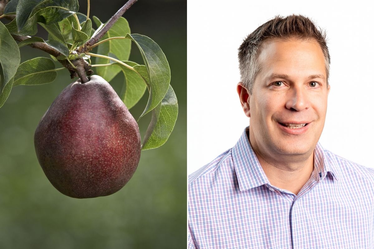 Mexico remains strong export market for pears from the U.S.