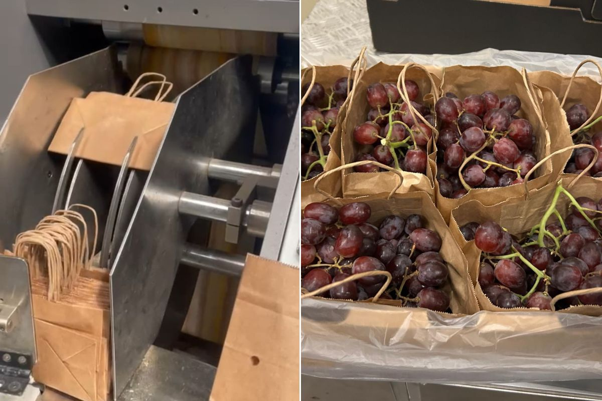 Supply security drives packaging decisions in Egypt’s table grape ...