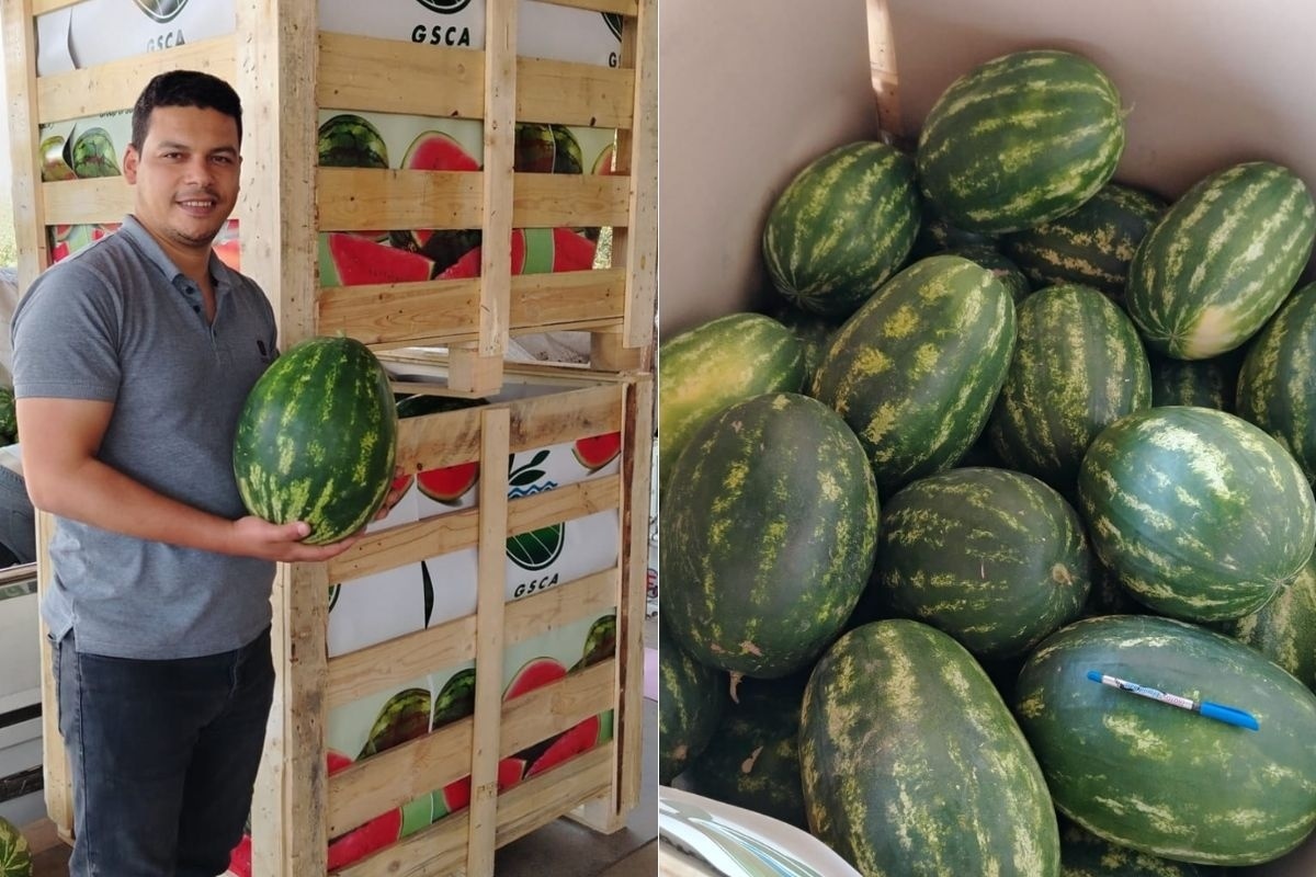 "We shipped our first container of Egyptian watermelons to the European ...