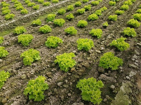 "Mini-Romana is one of the most interesting and popular lettuces in ...