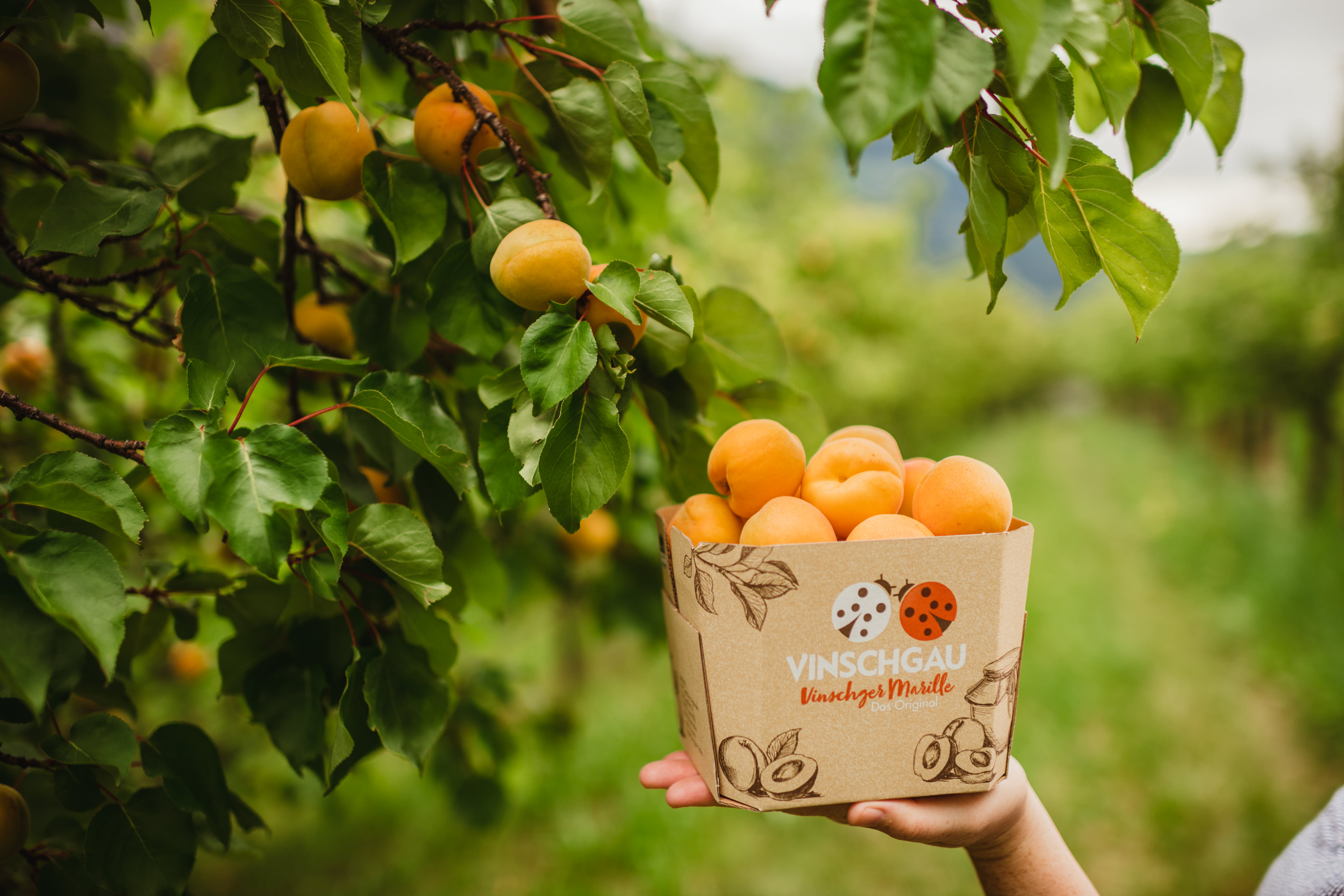 Mit etwas Verspätung beginnt die Ernte der Original Vinschger Marille