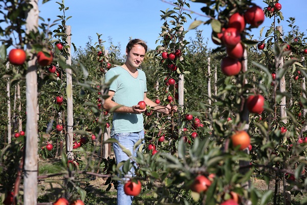 "El cultivo de manzanas en Renania presenta rendimientos satisfactorios"