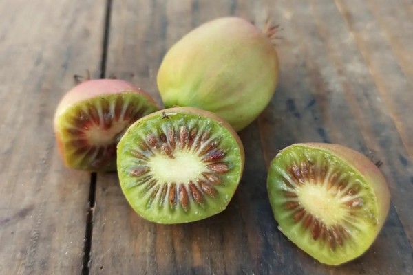 « Nous avons réduit nos plantations de kiwaïs au profit des abricots