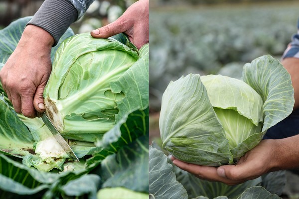 « Bons prix obtenus aussi bien sur le marché intérieur que sur le ...