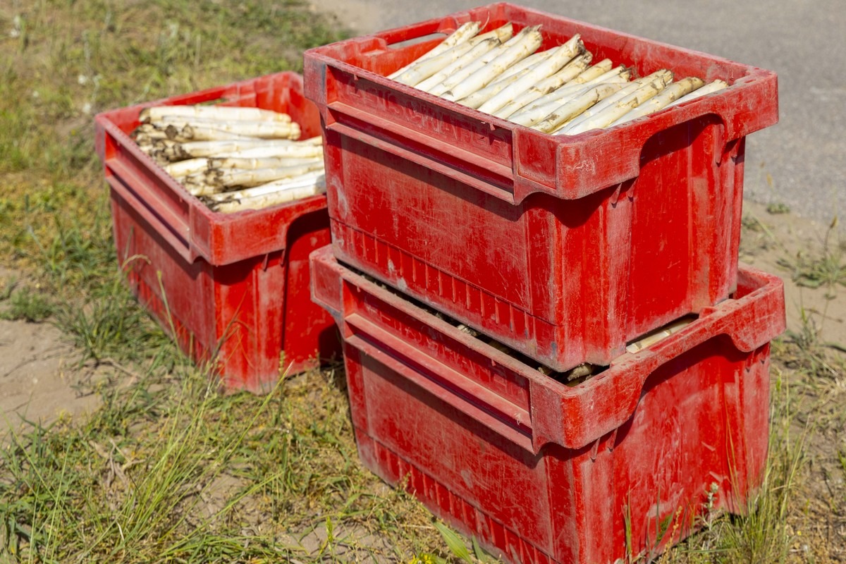 VSSE 预计 3 月底将迎来第一批芦笋