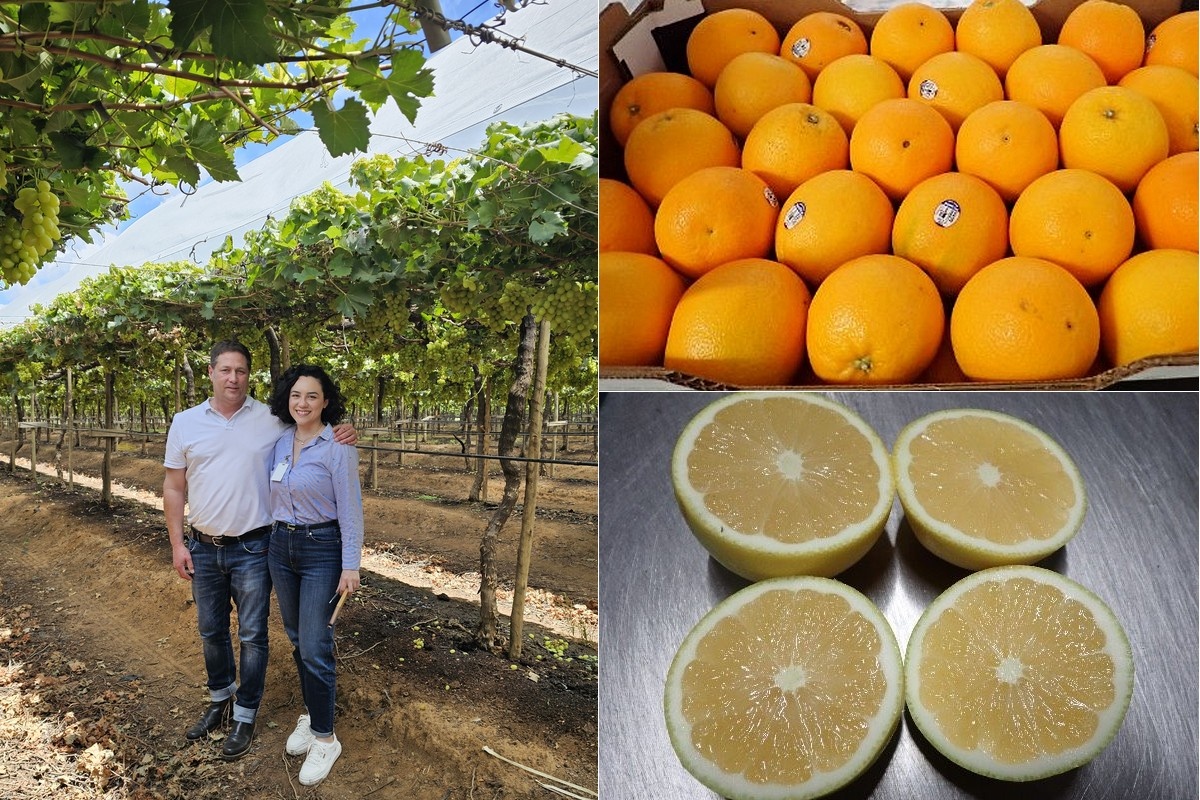 "Hoge verwachtingen van nieuwe zoete grapefruit Jackson"