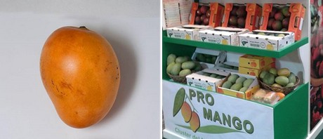 República Dominicana: La producción de mango crece entre un 10 y un 15%