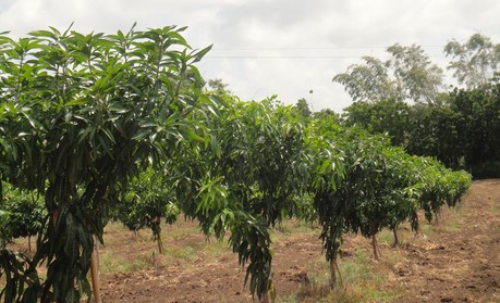 República Dominicana: La producción de mango crece entre un 10 y un 15%