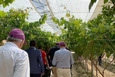 Presentan el nuevo producto de uva de mesa para niños Candy Snaps