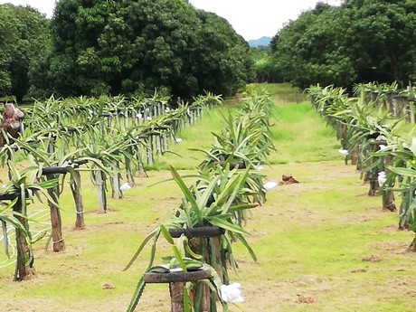 “Costa Rica tiene mejores condiciones que Nicaragua para la producción ...