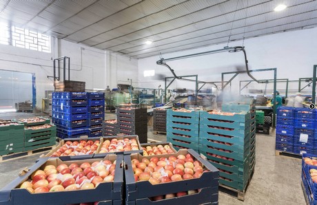"La bajada de producción de manzana en Europa no influirá en las ventas ...