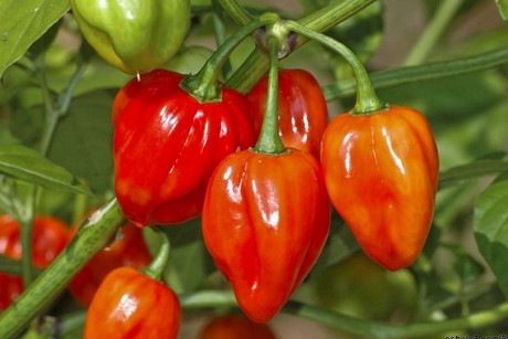 Mexican researchers develop habanero peppers for the pharmaceutical ...