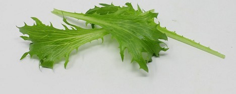 Maraldi Sementi y Unigen Seeds Spain presentan su gama de variedades ...