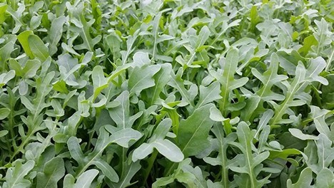 Maraldi Sementi y Unigen Seeds Spain presentan su gama de variedades ...